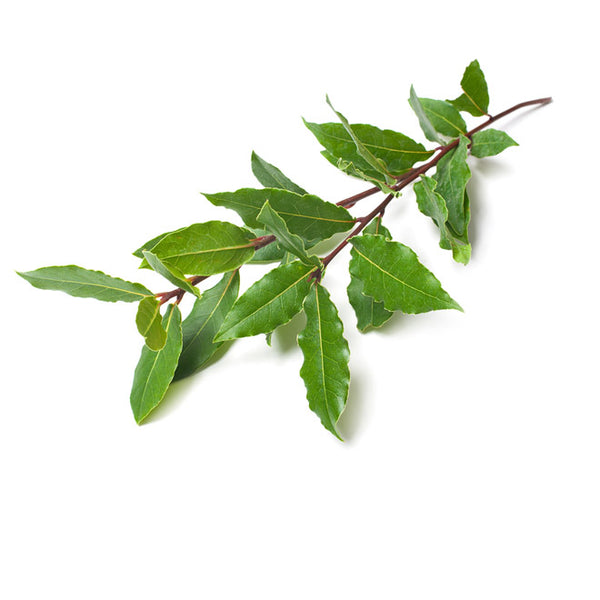 Ravensara, All - Healing Hollow Essential Oil Co.